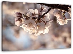 Obraz na plátně Příroda třešňových květů - 90x60 cm