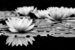 Tapeta lotosový květ černobílý - 150x100 cm