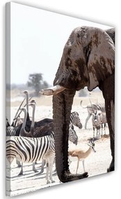Gario Obraz na plátně Zvířata na savaně - slon zebry pštrosi antilopy Rozměry: 40 x 60 cm