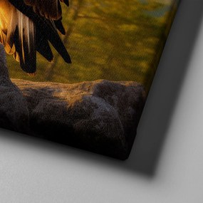 Obraz na plátně - Orel skalní chytá poslední paprsky slunce FeelHappy.cz Velikost obrazu: 80 x 80 cm