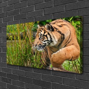 Obraz na plátně Tygr Zvířata 100x50 cm