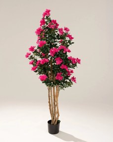Azalka v květináči 170 cm