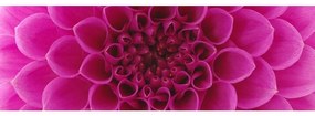 Samolepicí fototapeta na kuchyňskou linku Růžová jiřina KI180-049 / Fototapety do kuchyně Dimex (180 x 60 cm)