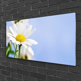 Obraz na skle Sedmikráska Rostlina Příroda 140x70 cm