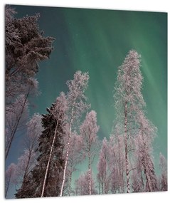 Obraz polární záře nad zmrzlými stromy (30x30 cm)