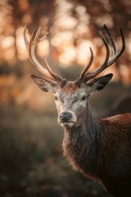 Fotografie Red Deer Stag Portrait, serts, (26.7 x 40 cm)