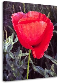 Obraz na plátně Červený mák Květina Příroda - 60x90 cm