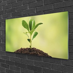Obraz na skle Půda Rostlina Růst 120x60 cm