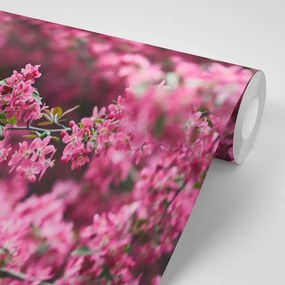 Samolepící fototapeta detailní květiny třešně