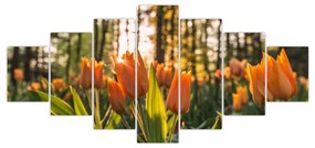 Obraz - květy tulipánů (210x100 cm)
