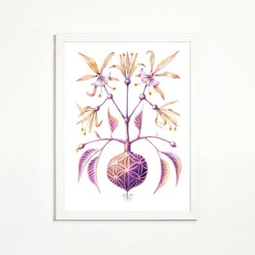Filip Šenkeřík | Encyclia Rám: Černý, Velikost: 40 x 30 cm