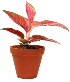 Pokojová rostlina Aglaonema Red Star, průměr 12-14 cm