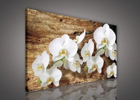 Postershop Obraz na plátně: Orchideje na dřevě - 75x100 cm