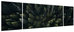 Obraz - Les (170x50 cm)