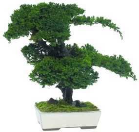 Procumbens bonsai 15 cm