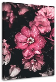 Gario Obraz na plátně Růžové květy na tmavém pozadí Rozměry: 40 x 60 cm