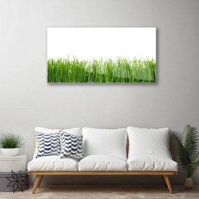 Obraz na skle Tráva Příroda Rostlina 100x50 cm