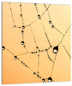 Obraz orosené pavučiny (30x30 cm)