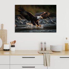Obraz na plátně - Orel bělohlavý na lovu FeelHappy.cz Velikost obrazu: 180 x 120 cm