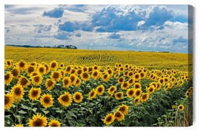 Obraz Letní Krajina Se Slunečnicemi Nedostatek Nedostatek Přírodní plátno 100x70