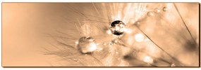 Obraz na plátně - Dandelion z kapkami rosy- panoráma 5262FA (105x35 cm)