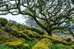 Fotografie Wistman's Wood trees, Rob Maynard, (40 x 26.7 cm)