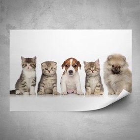 Plakát - Koťata a štěně (60x40 cm) - PopyDesign