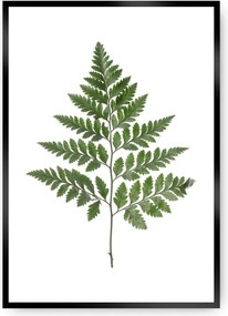 Plakát Fern Green