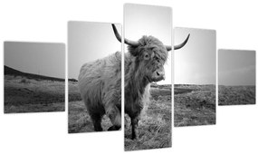Obraz - Skotská kráva, černobílá (125x70 cm)