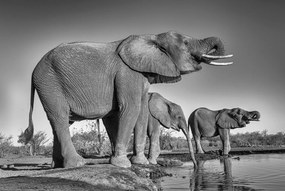 Postershop Plagát: Slony pri napájadle