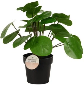 Umělá rostlina v květináči, Pilea peperomioides, 25 cm