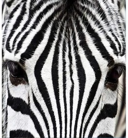 Vliesová fototapeta Zebra 225 x 250 cm + lepidlo zdarma / MS-3-0234 vliesové fototapety na zeď DIMEX