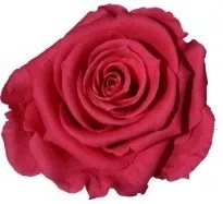 Stabilizovaná aranž Tereza Dark pink - tmavě růžová
