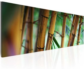 Obraz Wild bamboos