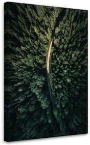 Gario Obraz na plátně Pohled na les z ptačí perspektivy - Nikita Abakumov Rozměry: 40 x 60 cm