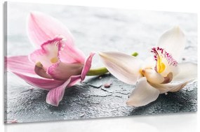 Obraz dva barevné květy orchideje Varianta: 90x60