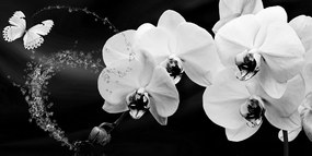 Obraz černobílá orchidej a motýl Varianta: 120x60