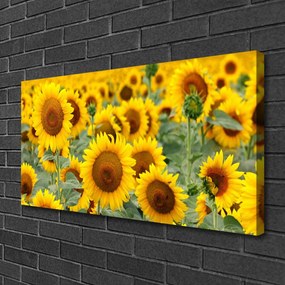 Obraz na plátně Slunečnice Rostlina Příroda 100x50 cm