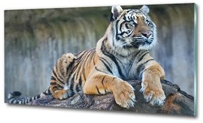 Wallmuralia Foto-obrah sklo tvrzené Tygr 100x50