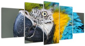 Papoušek - obraz