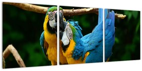 Obraz papoušků na laně