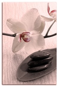 Obraz na plátně - Květy orchideje - obdélník 762FA (60x40 cm)