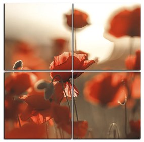 Obraz na plátně - Máky na slunci - čtverec 393FE (60x60 cm)