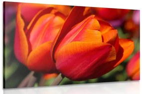 Obraz nádherné tulipány na louce