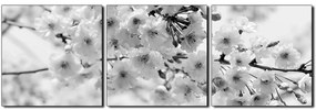 Obraz na plátně - Třešňový květ - panoráma 5279QB (120x40 cm)