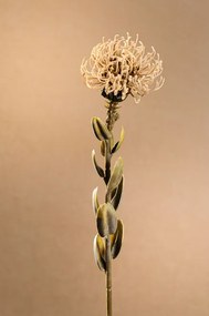 Paramit DRY SMALL PROTEA Aranžovací květina krémová 61 cm