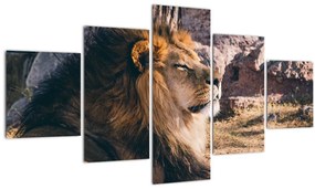 Obraz ležícího lva (125x70 cm)