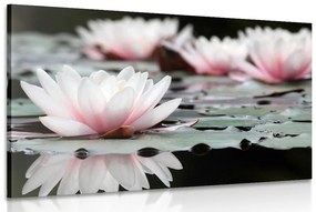Obraz lotosový květ - 120x80 cm
