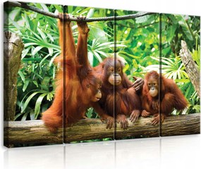 Obraz 120x80 Orangutani opice džungle příroda les zvířata na plátně