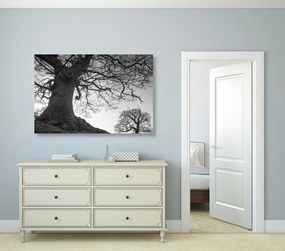 Obraz symbióza stromů v černobílém provedení - 60x40 cm